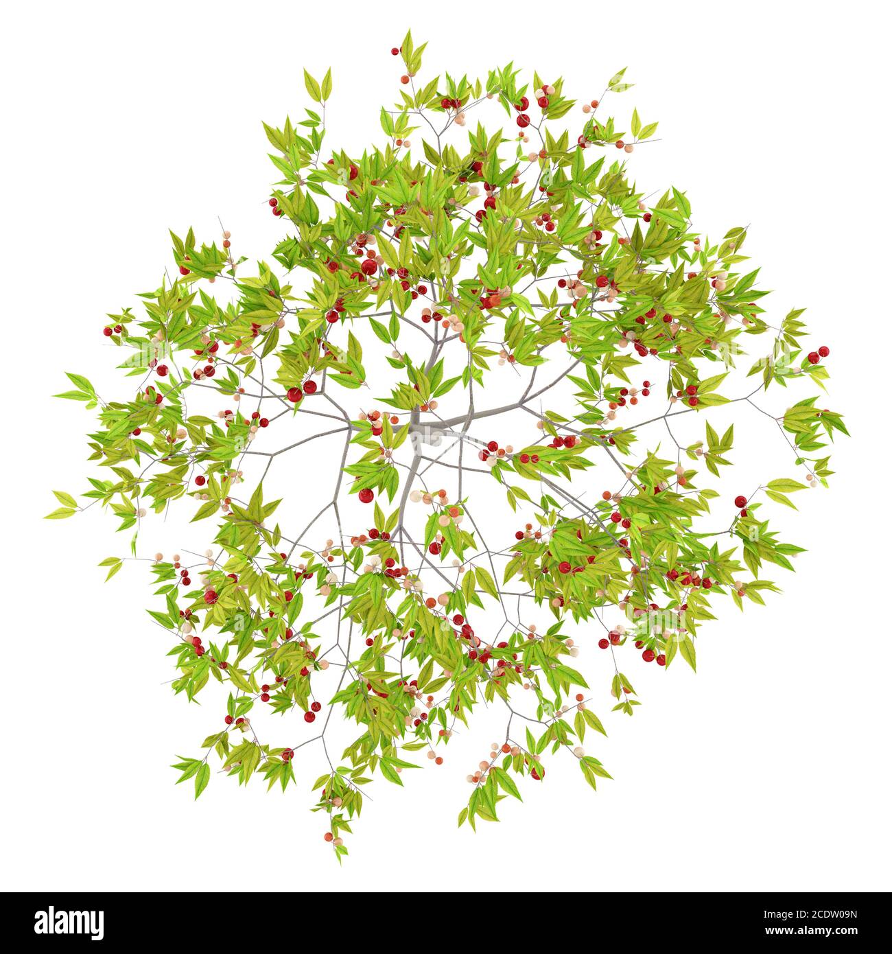 top view of cherry tree with cherries isolated on white background ...
