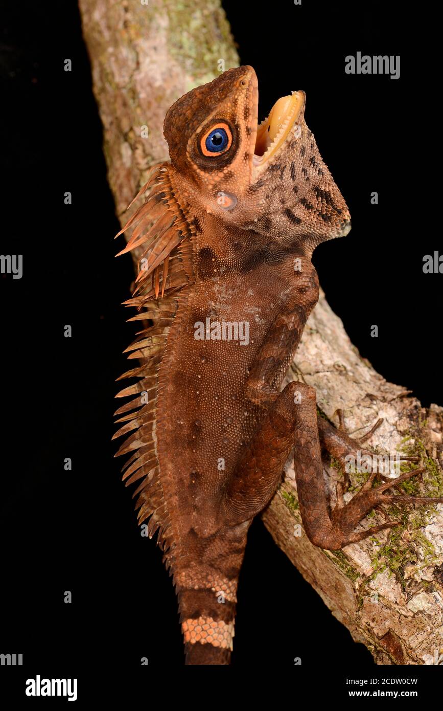 Blue-eyed Dragon Lizard Stock Photo - Alamy
