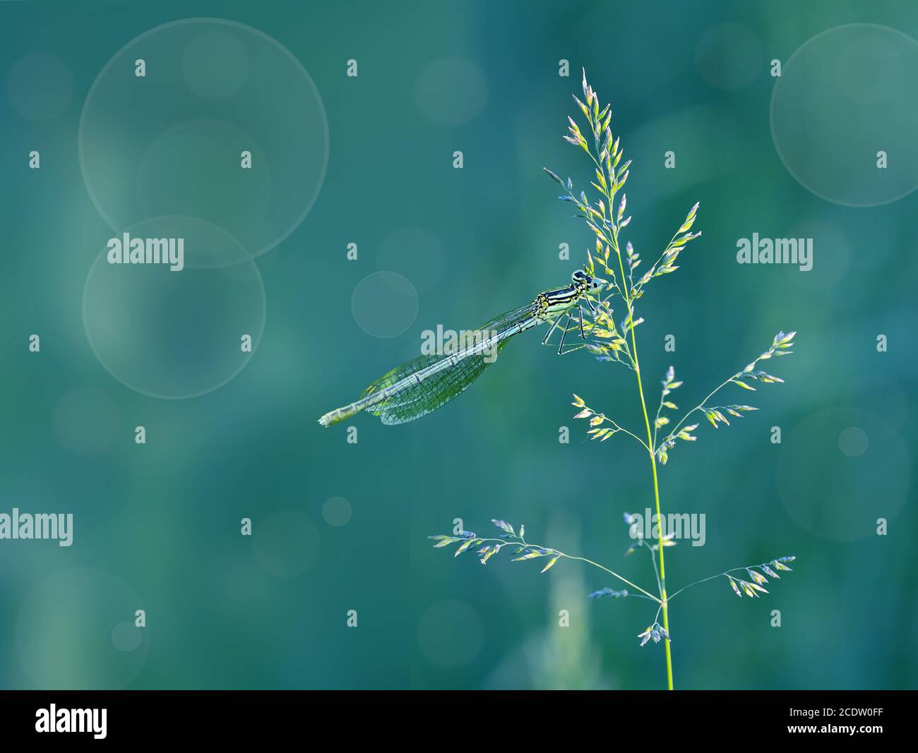 Dragonfly on grass sitting on turquoise blurred background with bokeh ...