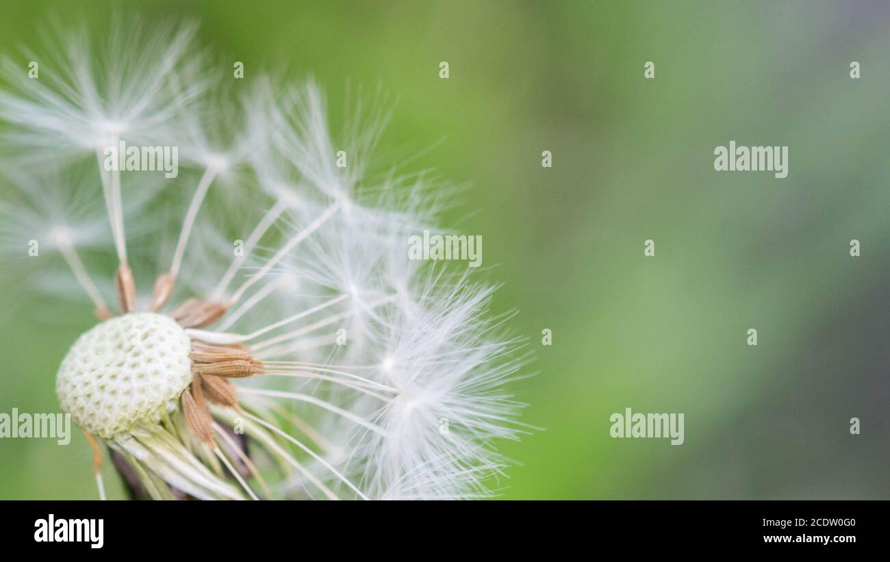 Incomplete flower hi-res stock photography and images - Alamy