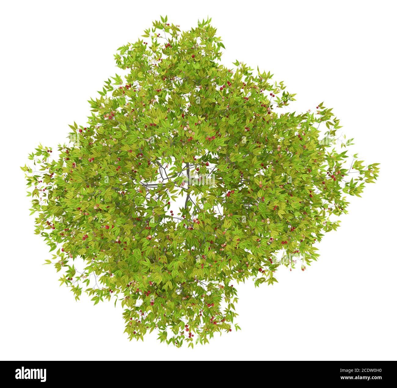 top view of cherry tree with cherries isolated on white background ...