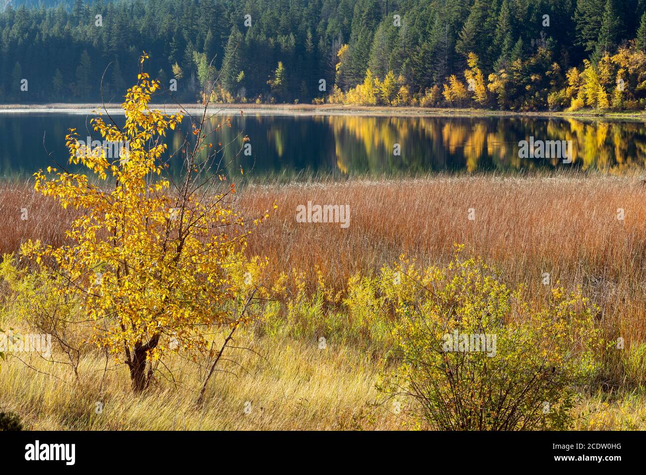 The marsh surrounding Turquoise Lake in Marble Canyon Provincial Park ...