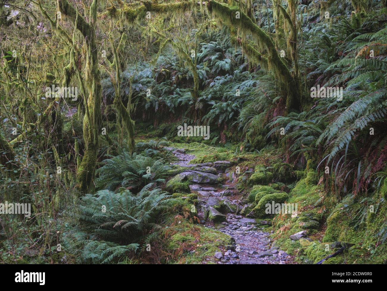 New Zealand rainforest details landscape Stock Photo - Alamy
