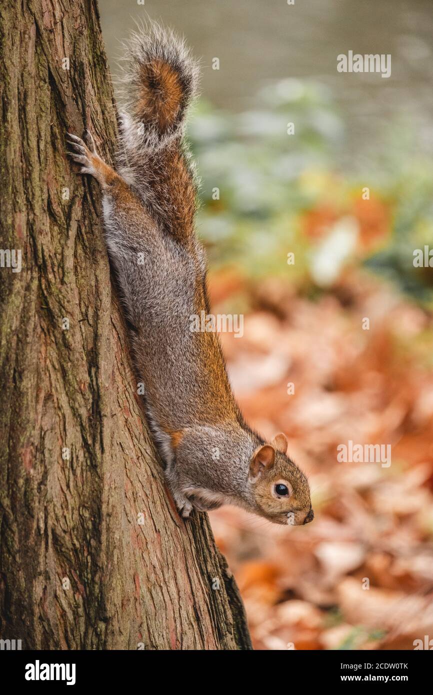 Squirrel resting on a tree trunk Stock Photo - Alamy