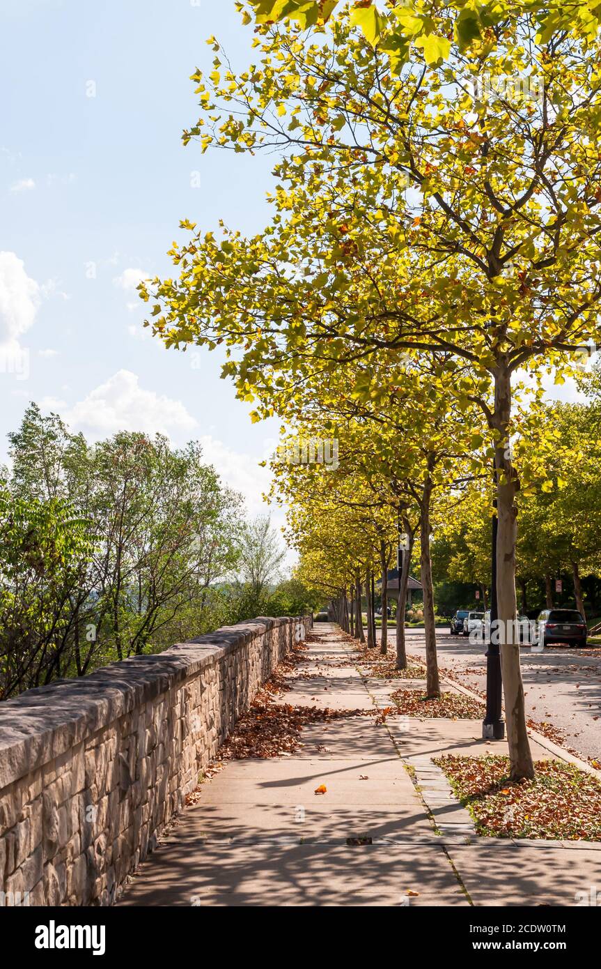 The sidewalk and a stone wall on a tree lined street in the Summerset ...