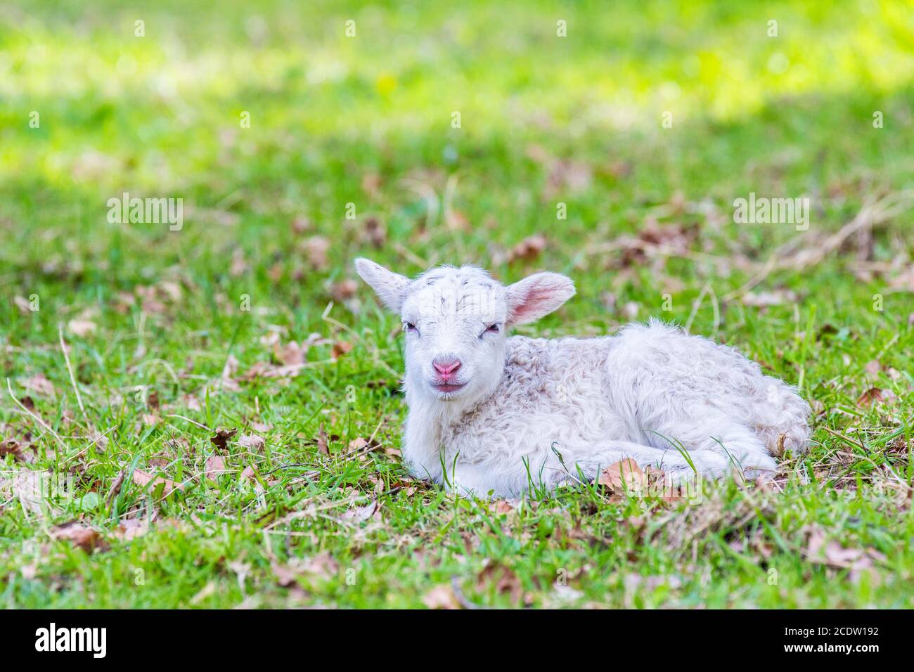 White lamb hi-res stock photography and images - Alamy