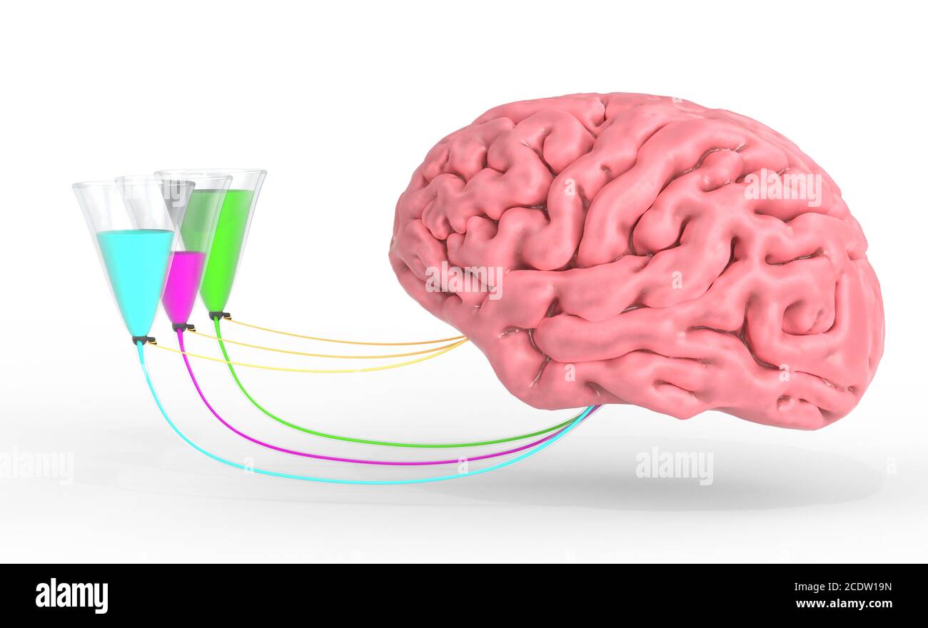 Brain control of human hormones and emotions. 3d illustration Stock ...
