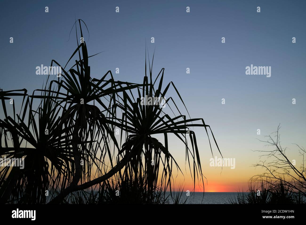 Silhouette Pandanus spiralis at sunset against the ocean in the ...