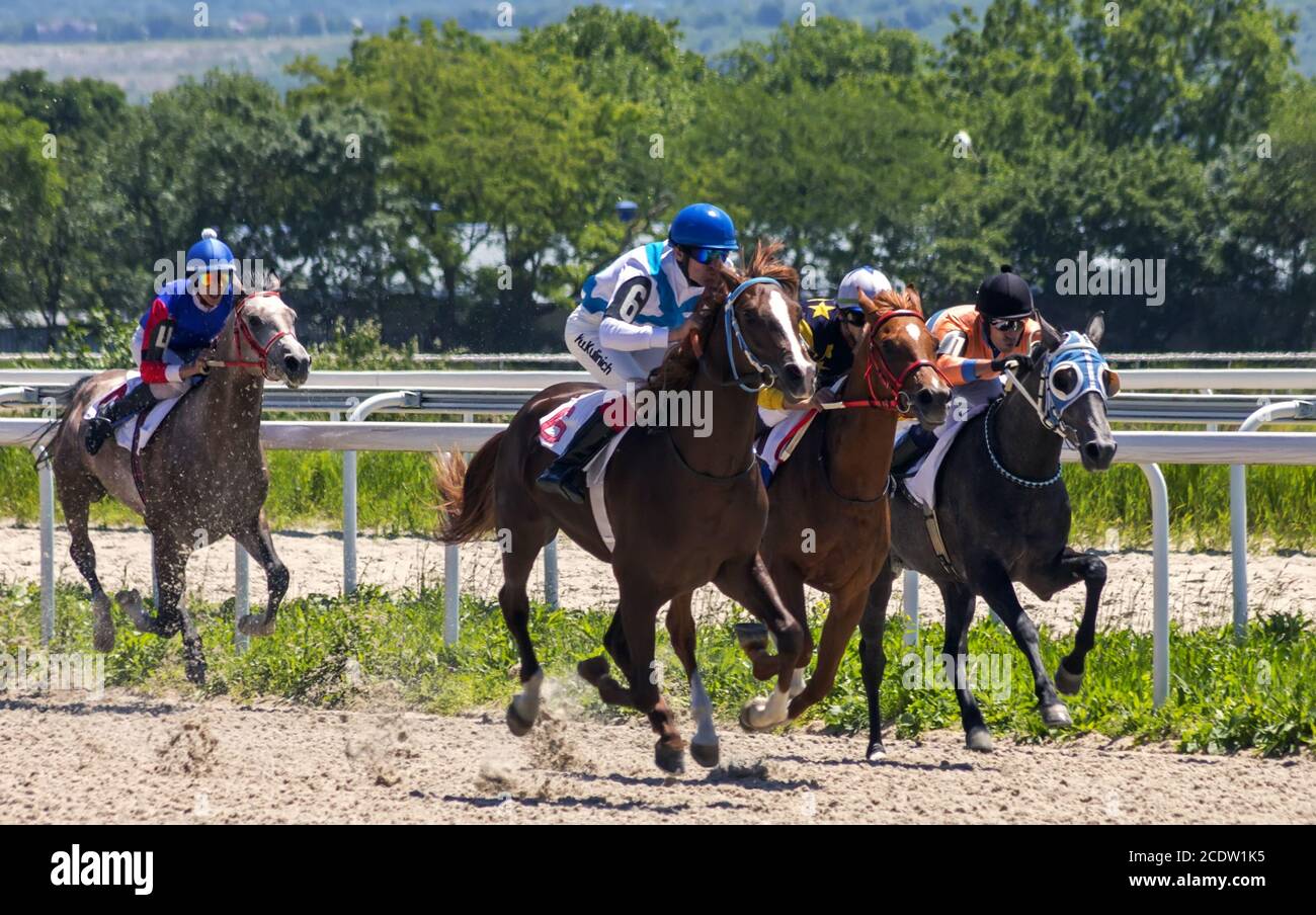 Prize horse hi-res stock photography and images - Alamy