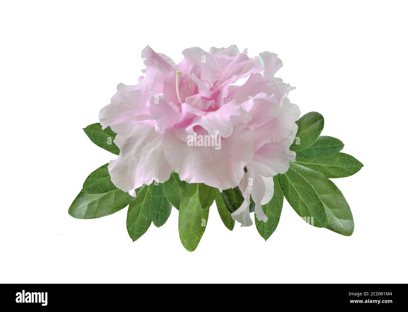 Delicate light pink Azalea flowers (Rhododendron) with leaves close up ...