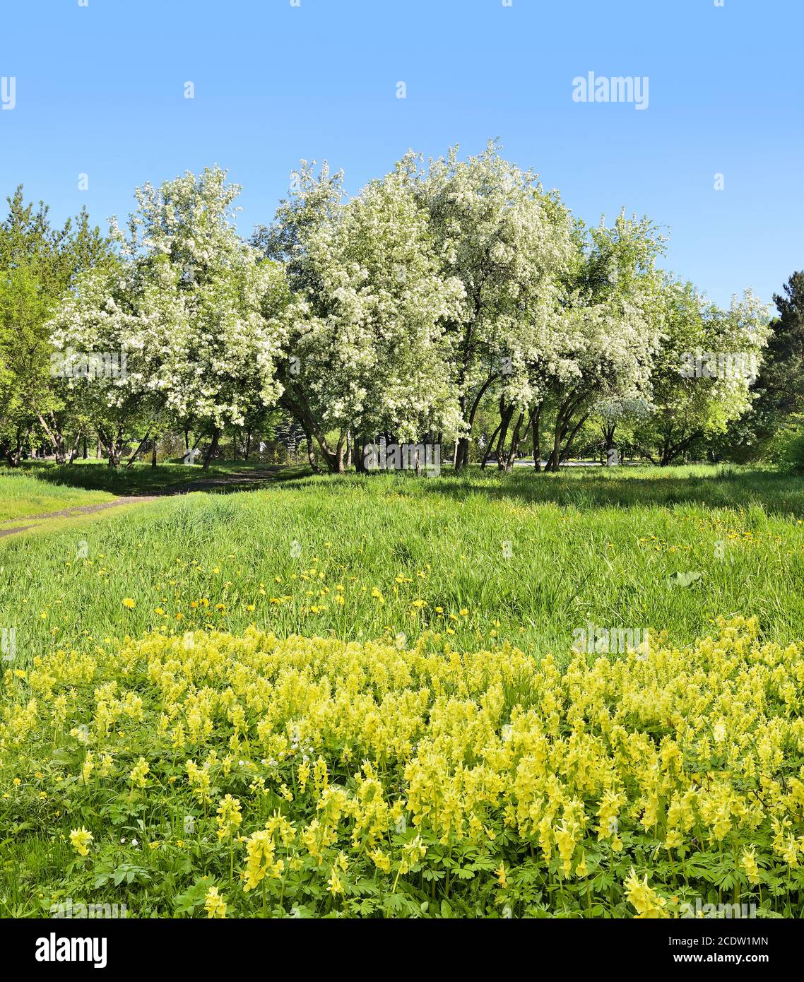 Yellow spring wildflowers hi-res stock photography and images - Alamy