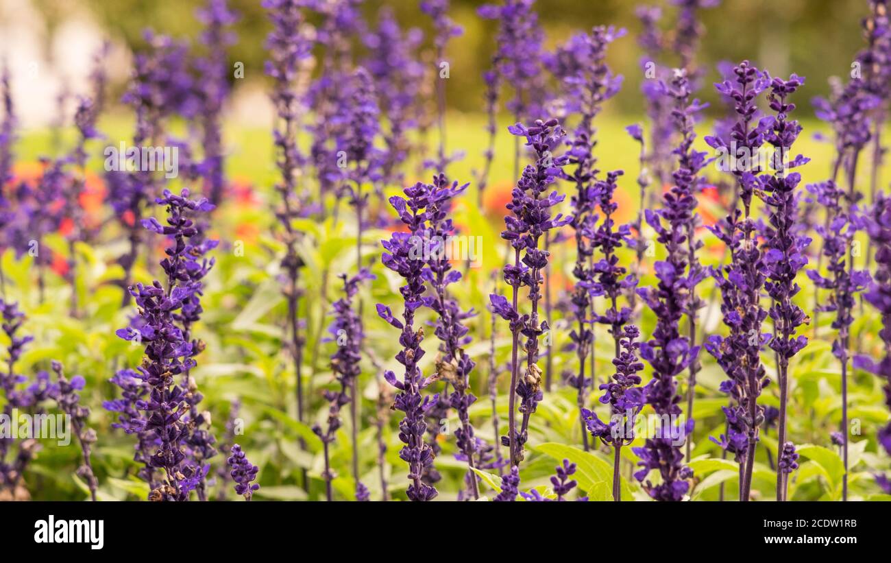 Lavender stem hi-res stock photography and images - Alamy