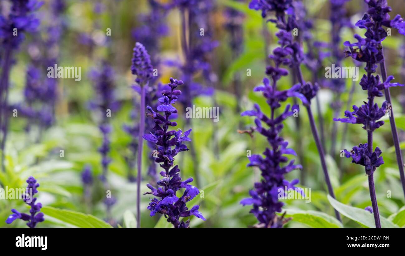 Lavender field, close up of lavdender violet stem Stock Photo - Alamy