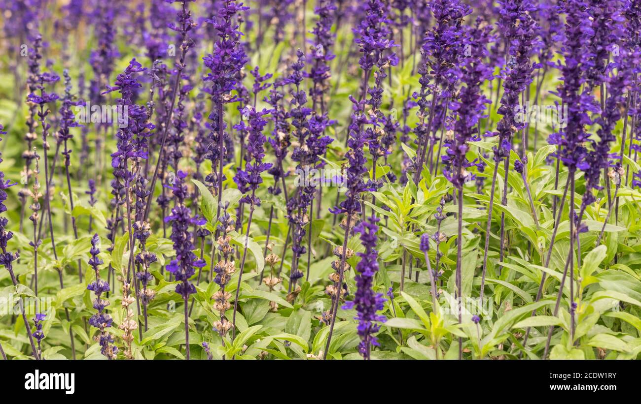 Lavender stem hi-res stock photography and images - Alamy