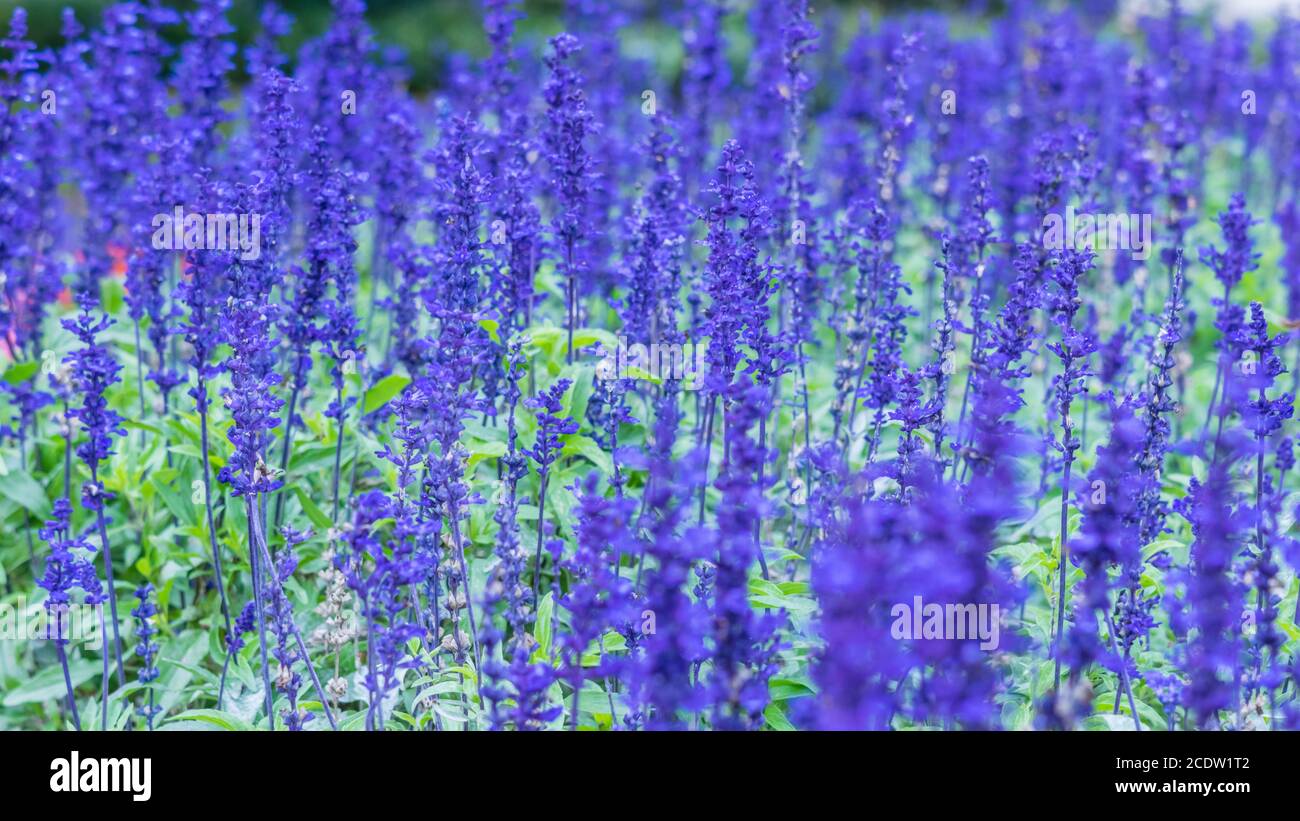 Lavender stem hi-res stock photography and images - Alamy