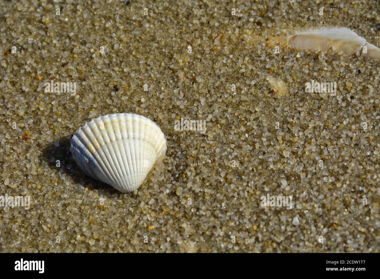 Small seashell white sand hi-res stock photography and images - Alamy