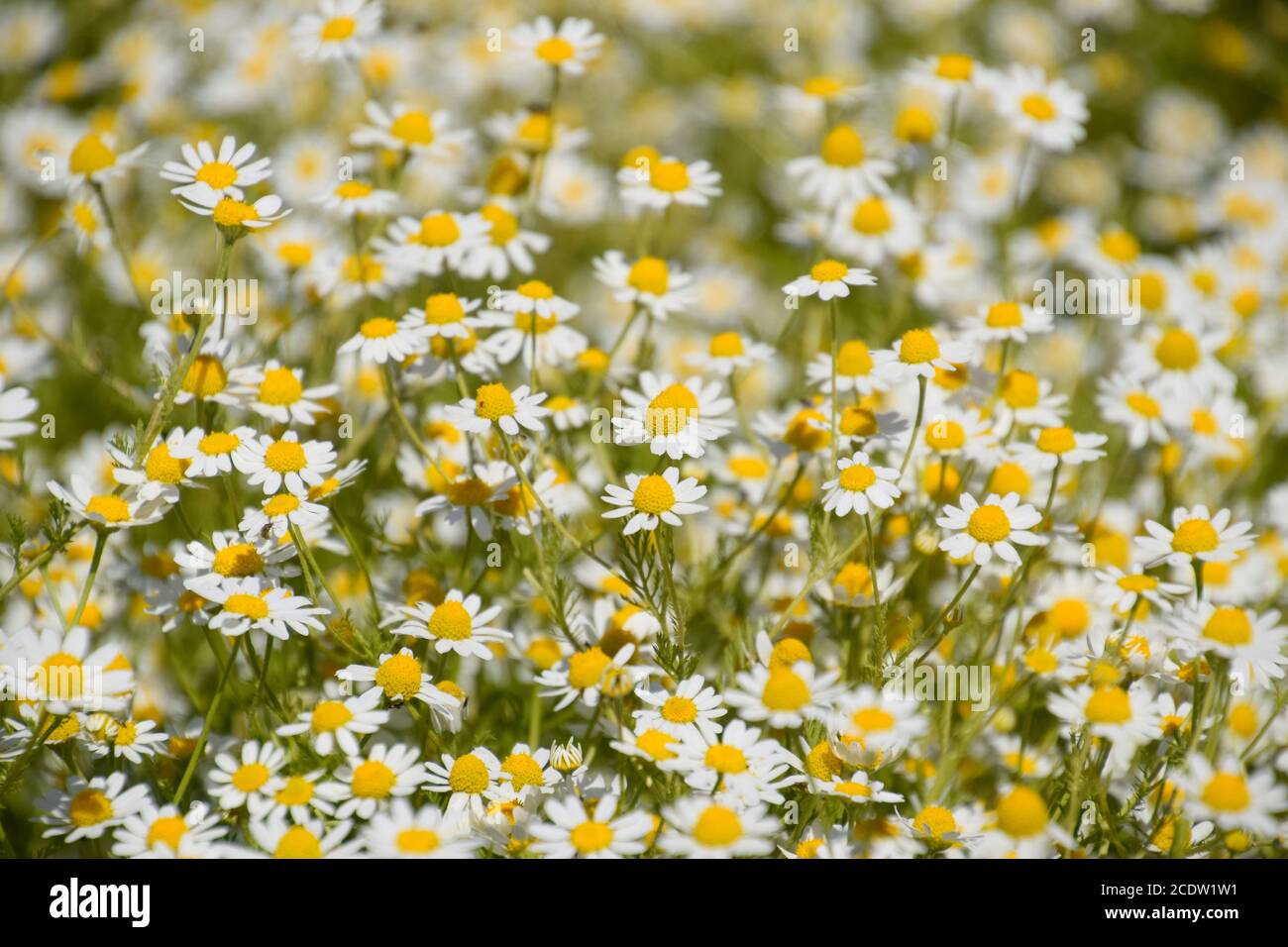 Matricariachamomilla hi-res stock photography and images - Alamy