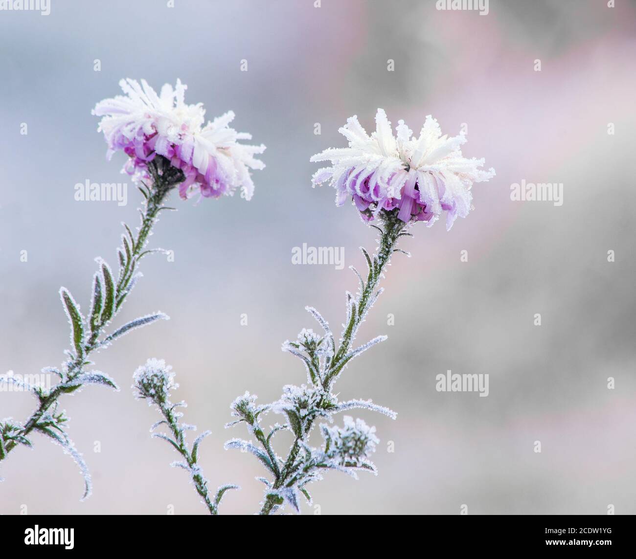 Frozen edges hi-res stock photography and images - Alamy
