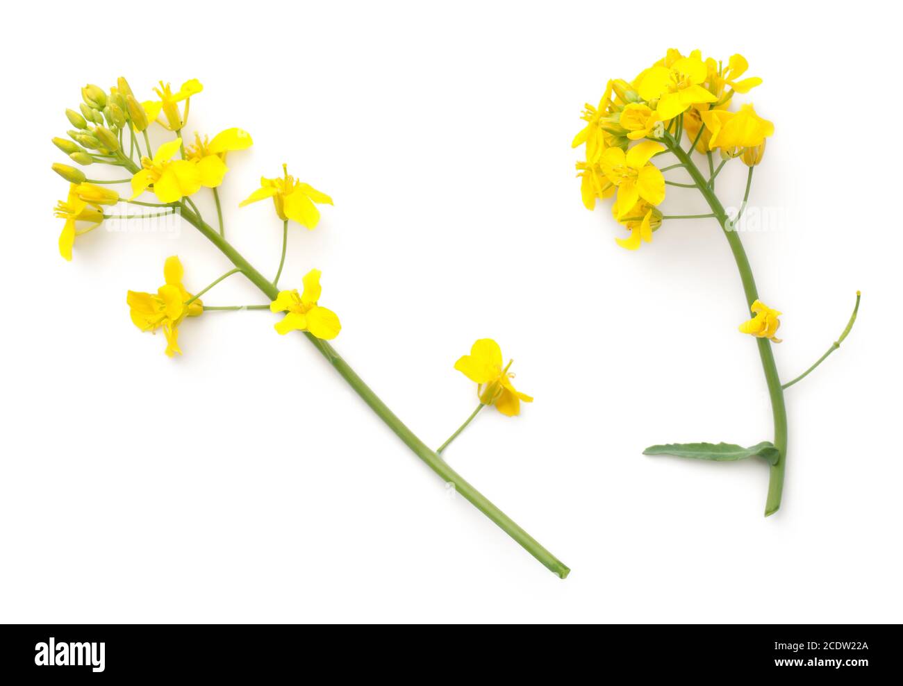 Rapeseed Flowers Isolated on White Background Stock Photo - Alamy