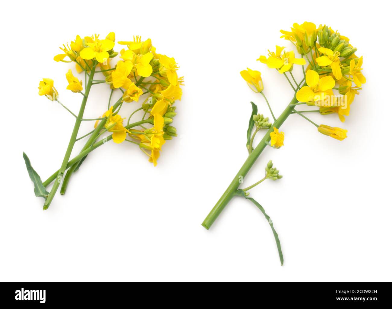 Rapeseed Flowers Isolated on White Background Stock Photo - Alamy