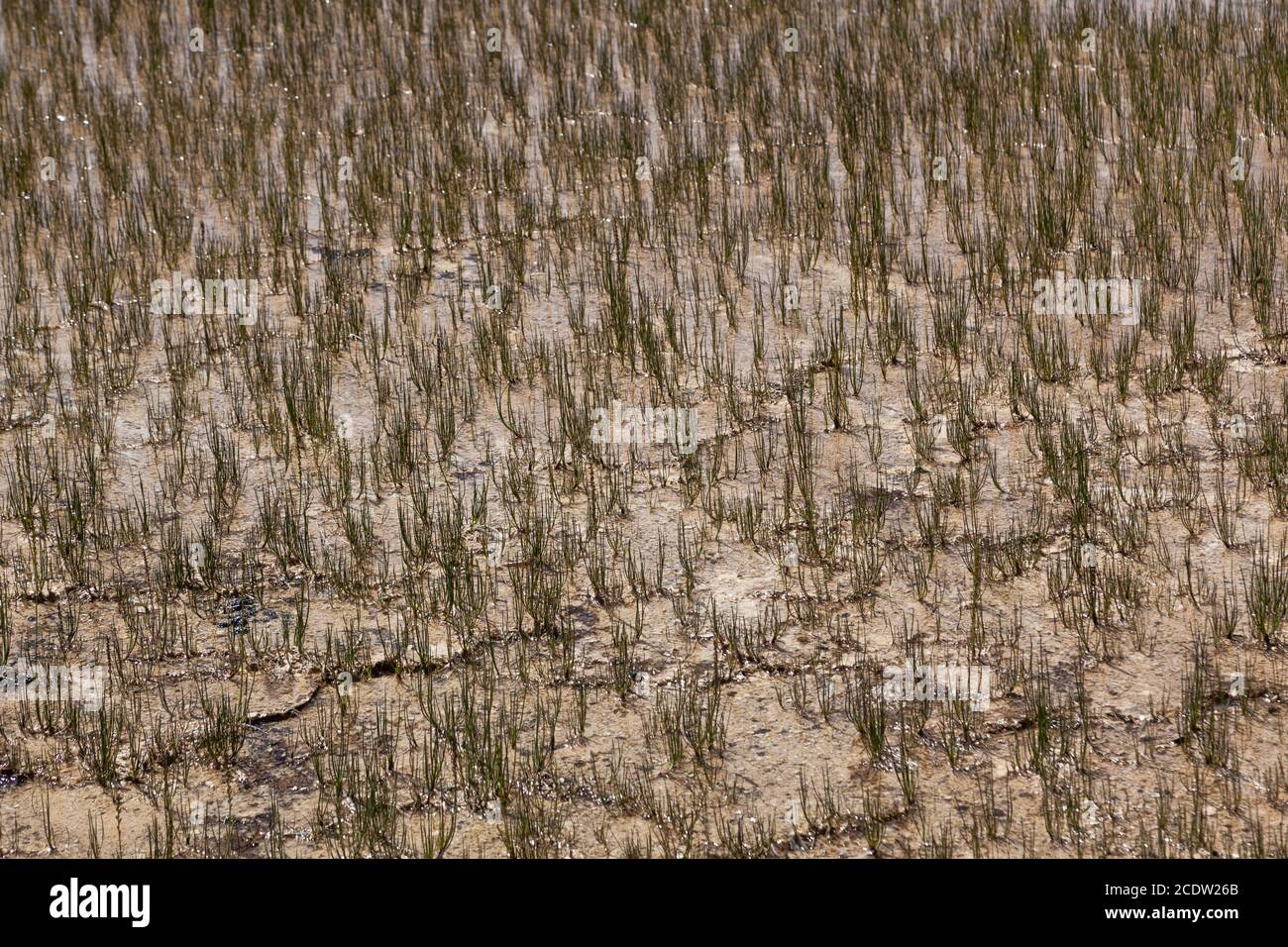 A background of short grasses growing in a hostel environment of ...