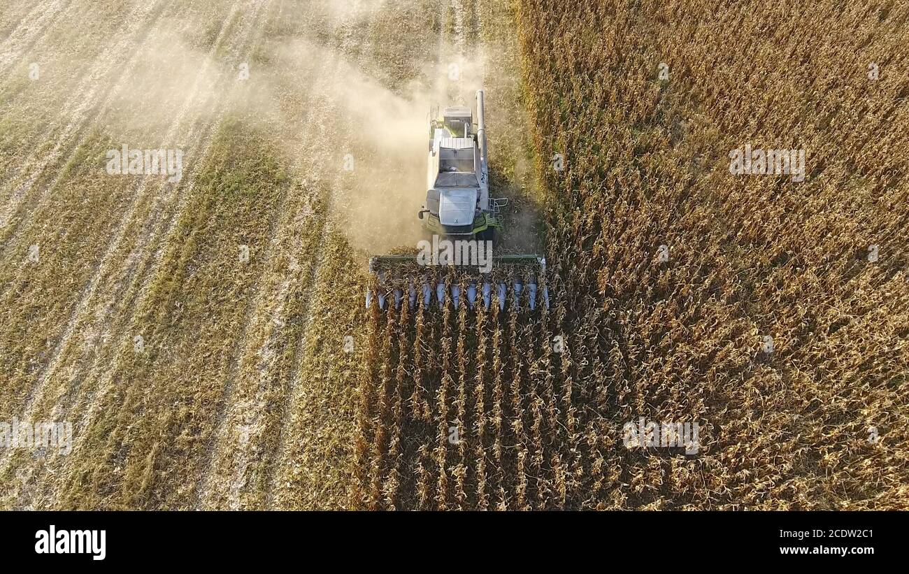 Harvester harvests corn. Collect corn cobs with the help of a combine ...