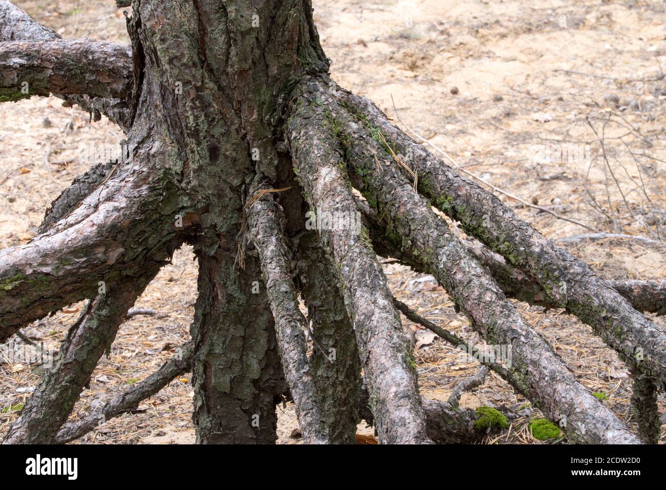 Old growth pine forest hi-res stock photography and images - Alamy