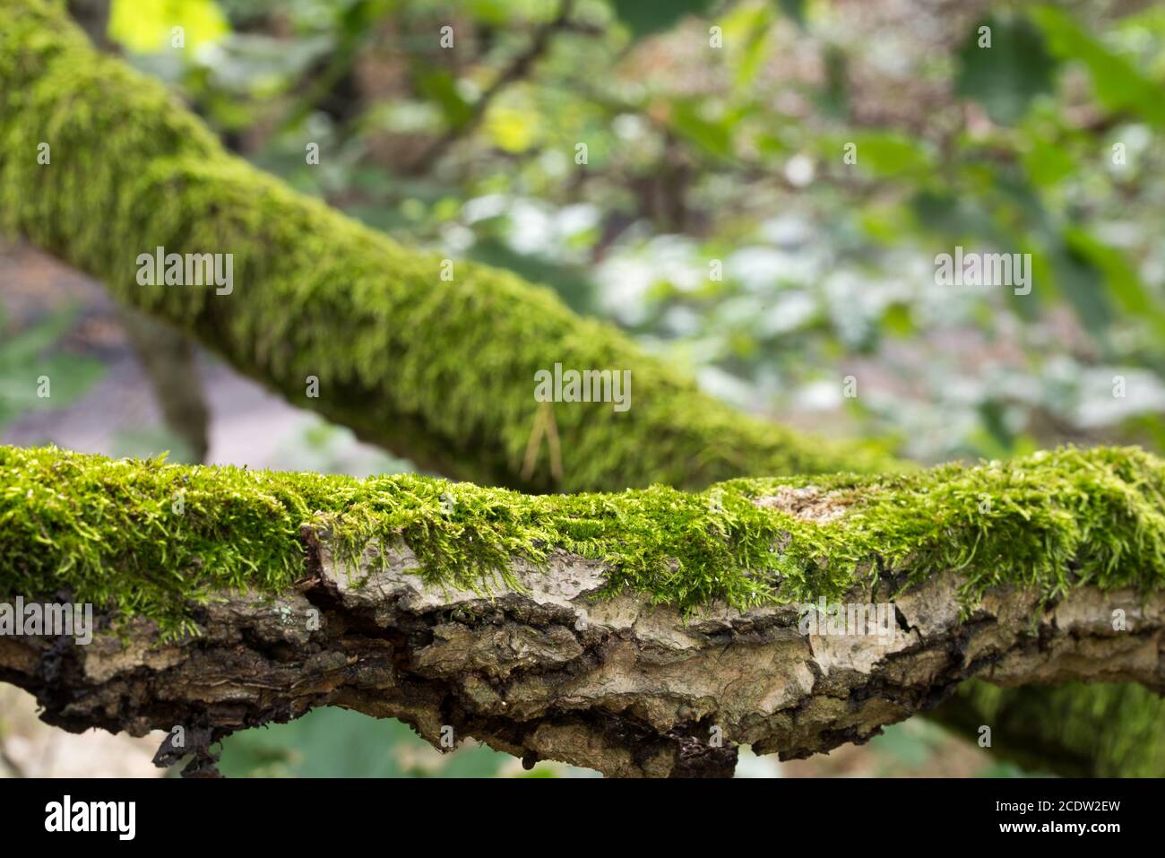 Botany botanical ecosystem hi-res stock photography and images - Alamy