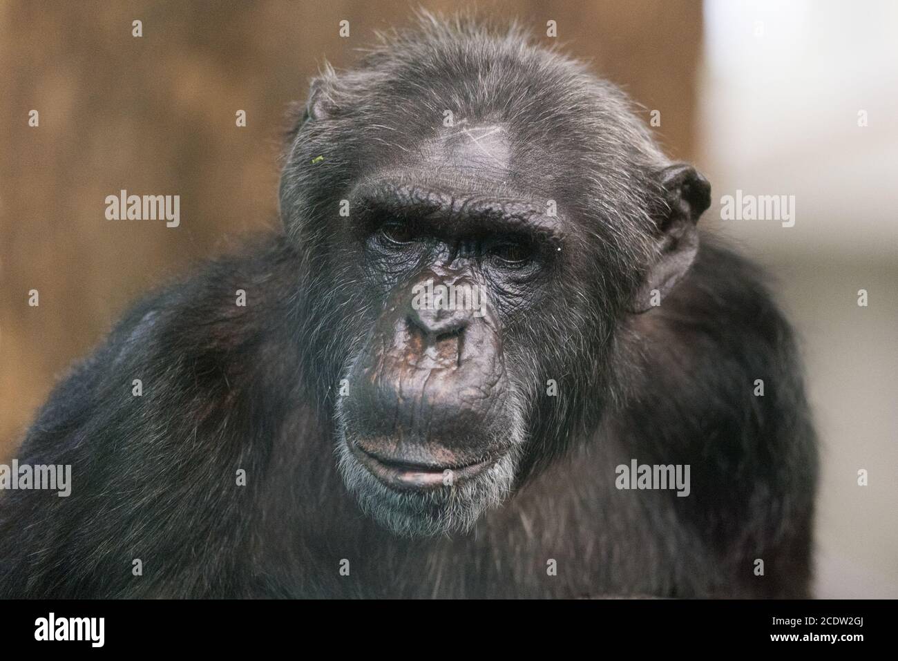 Ape portraits hi-res stock photography and images - Alamy