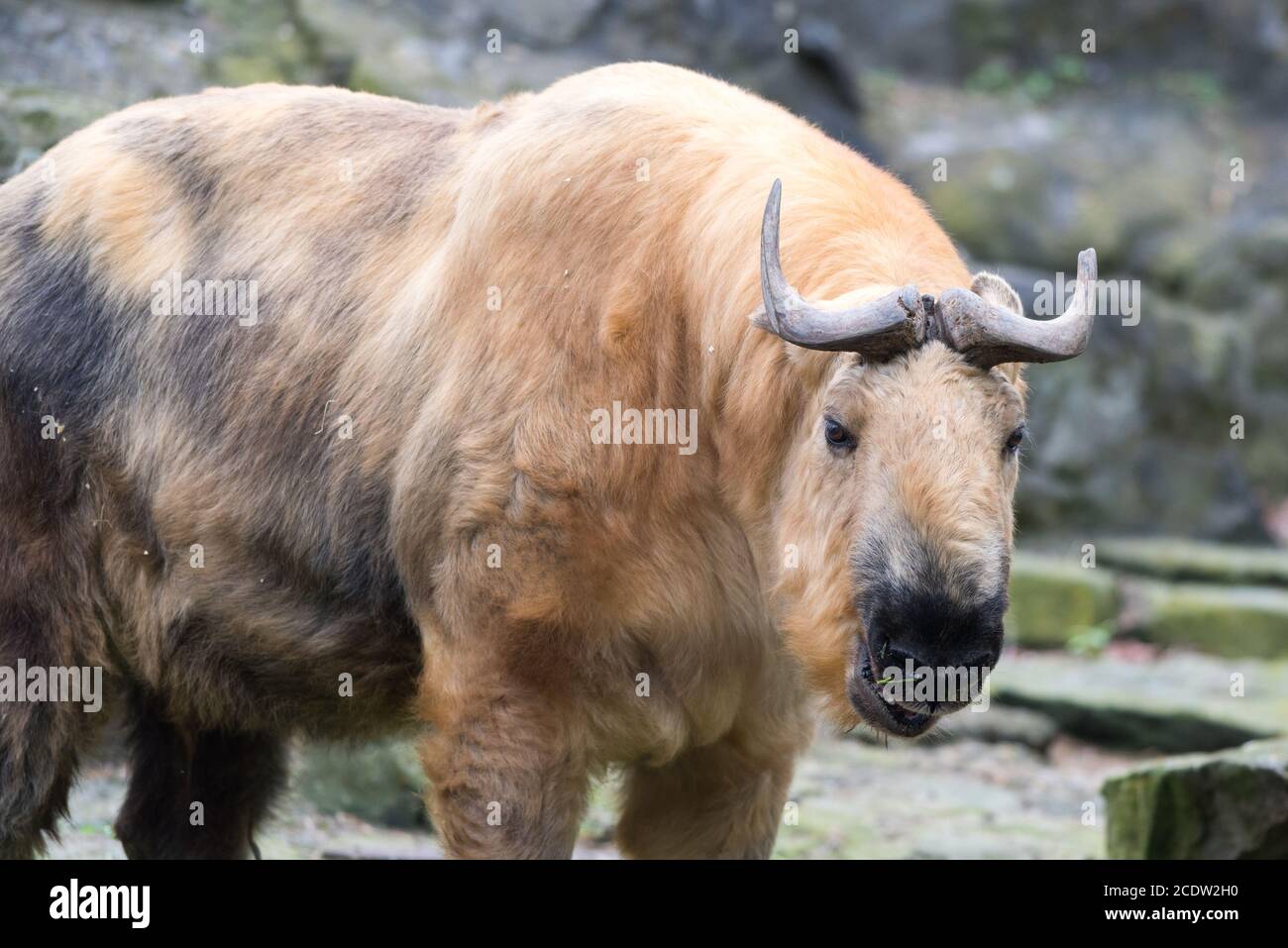 Takin hi-res stock photography and images - Alamy
