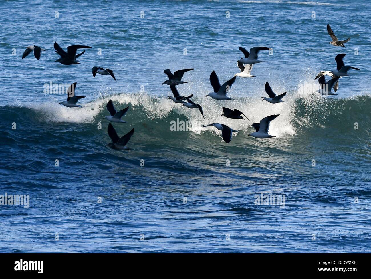 Wellington, New Zealand. 10th June, 2020. Sea birds fly over the sea in ...