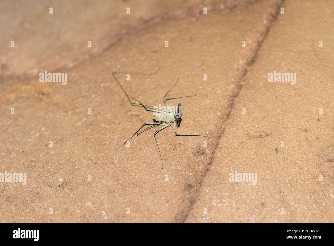 Spider snake hi-res stock photography and images - Alamy