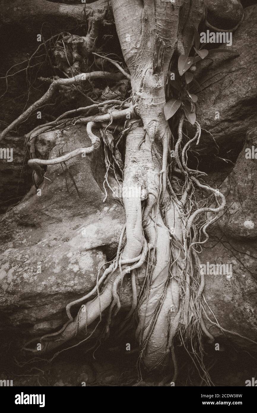 Roots growing into rock hi-res stock photography and images - Alamy