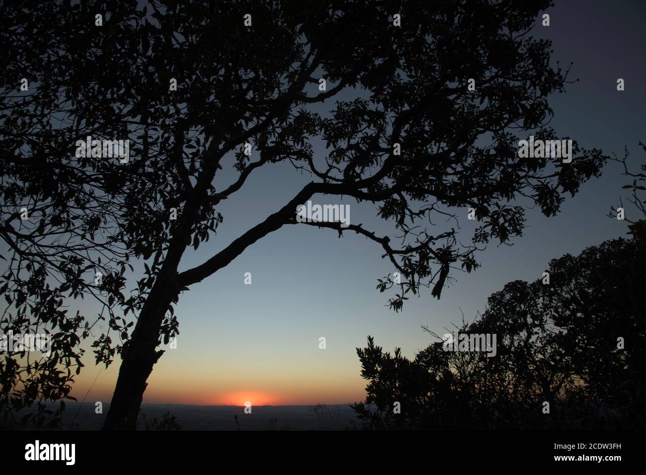 Trees Silhouettes at Sunset in Brazil Stock Photo - Alamy