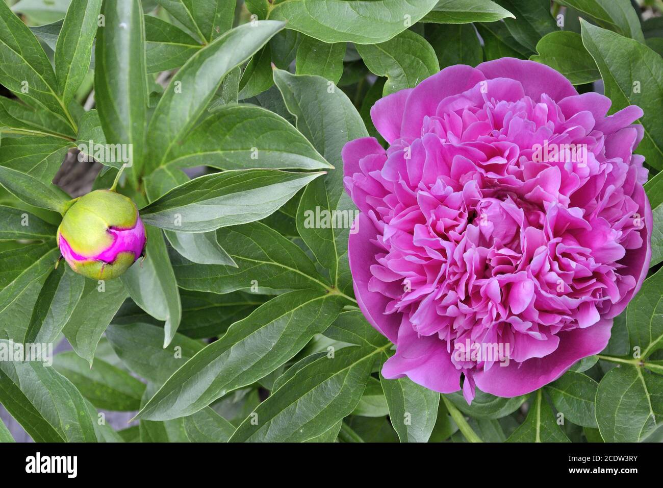Bud green hi-res stock photography and images - Alamy