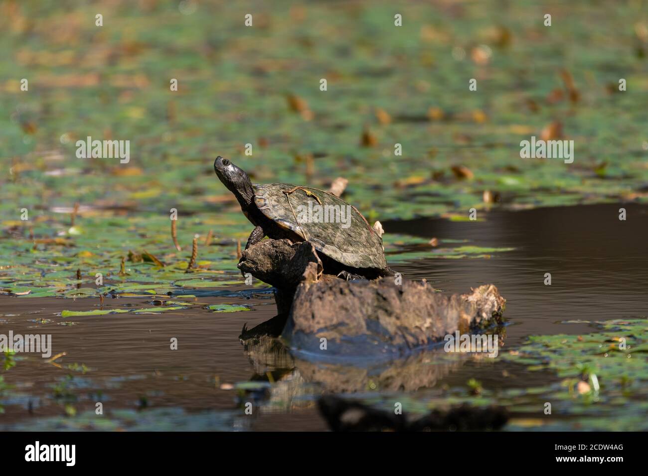 A Slider Turtle with its neck stretched out as is basks in the sun on a ...