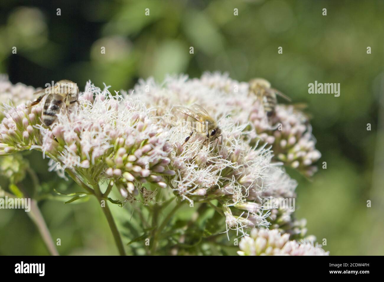 busy bees garden saison natural Stock Photo - Alamy