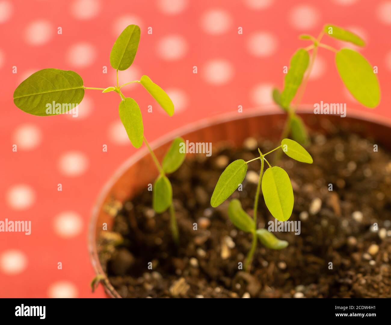 The dancing plant or telegraph plant seedlings. Desmodium gyrans ...