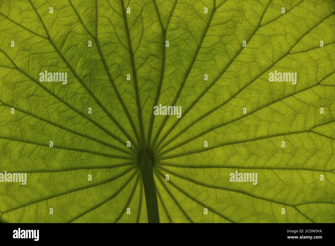 The lotos hi-res stock photography and images - Alamy