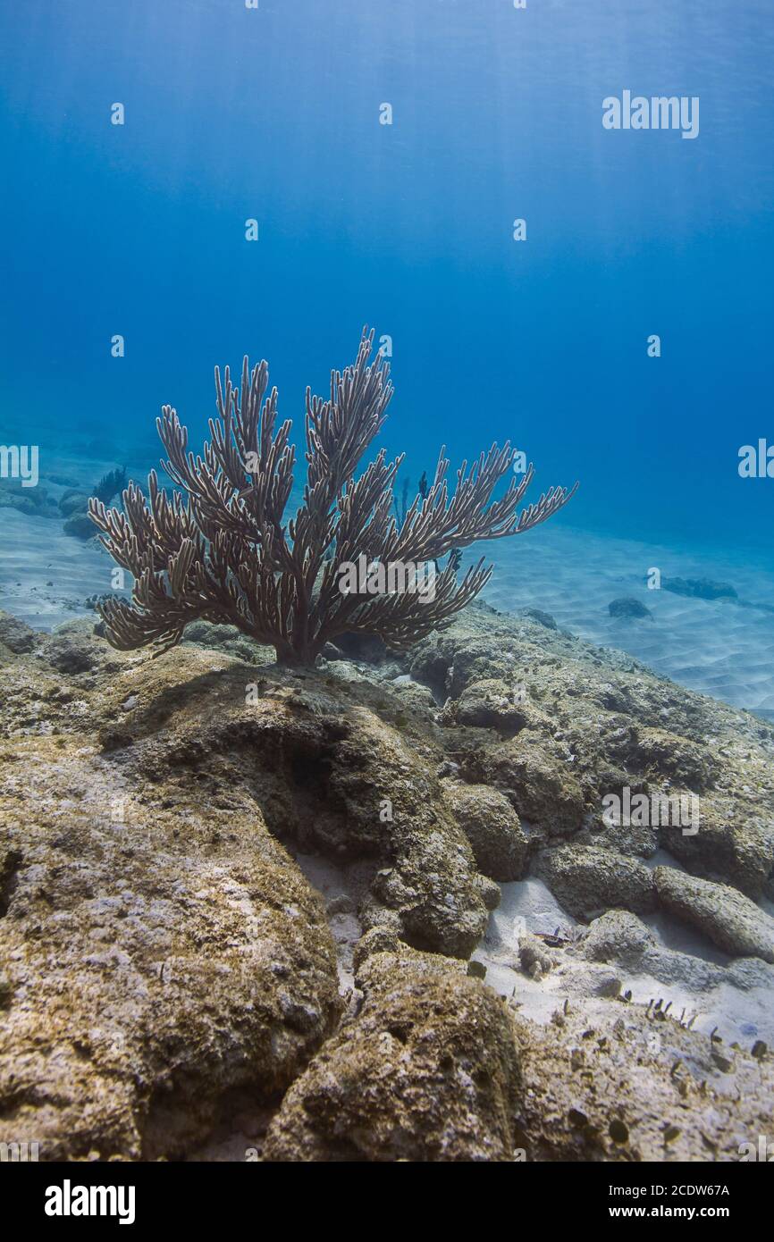 Sea and rod hi-res stock photography and images - Alamy