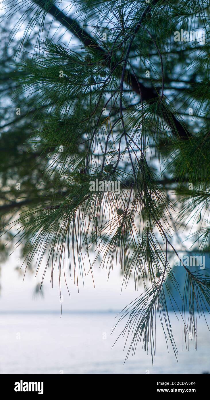 Casuarina Tree High Resolution Stock Photography and Images - Alamy