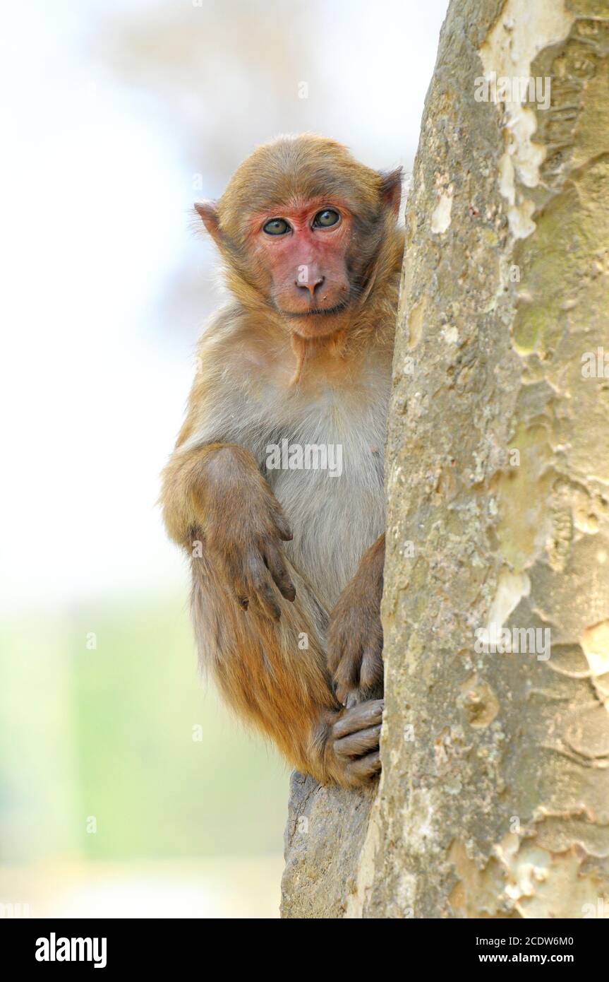 Assam Macaque (Macaca assamensis) close-up shot Stock Photo - Alamy