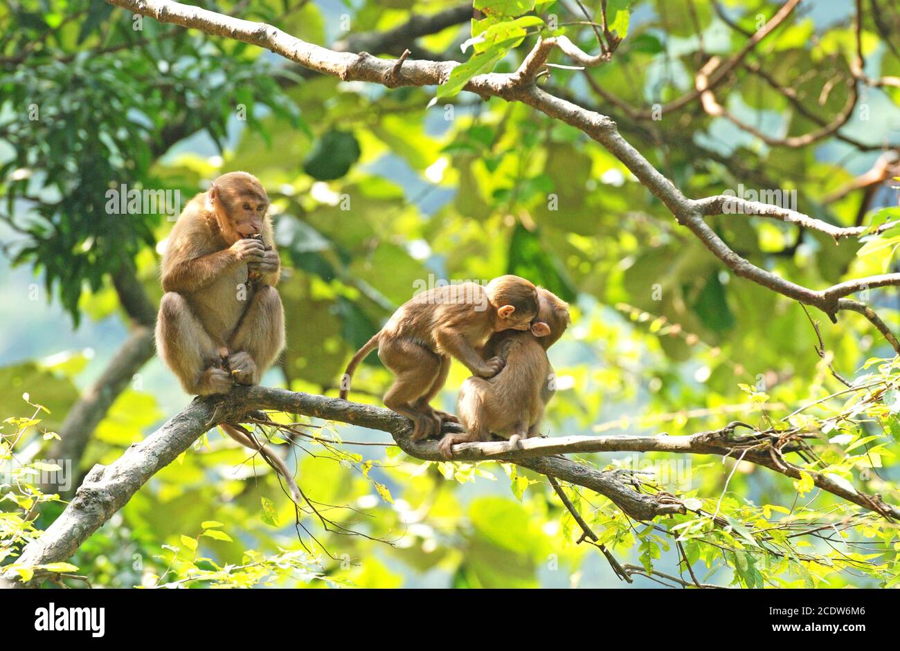 Assamese macaque macaca assamensis sitting hi-res stock photography and ...