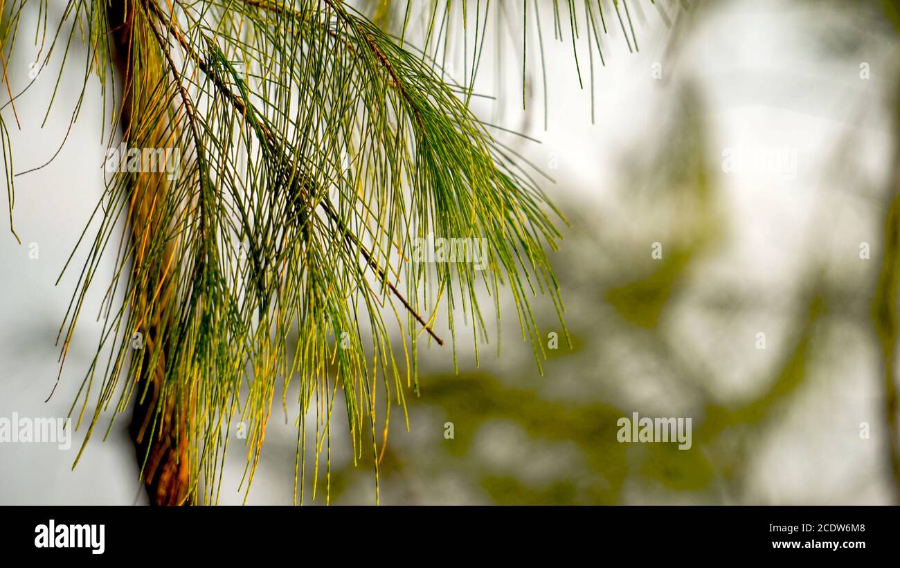 Casuarina Tree High Resolution Stock Photography and Images - Alamy