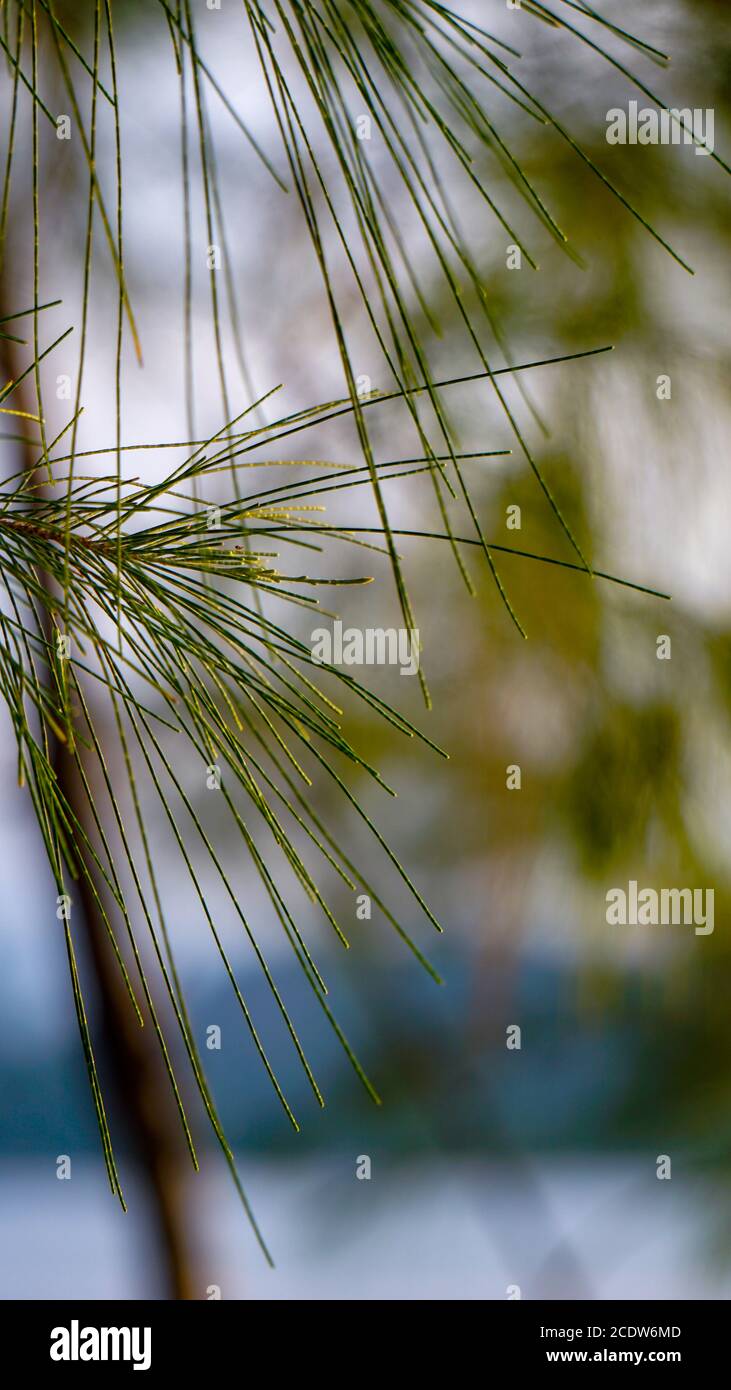 Casuarinae hi-res stock photography and images - Alamy