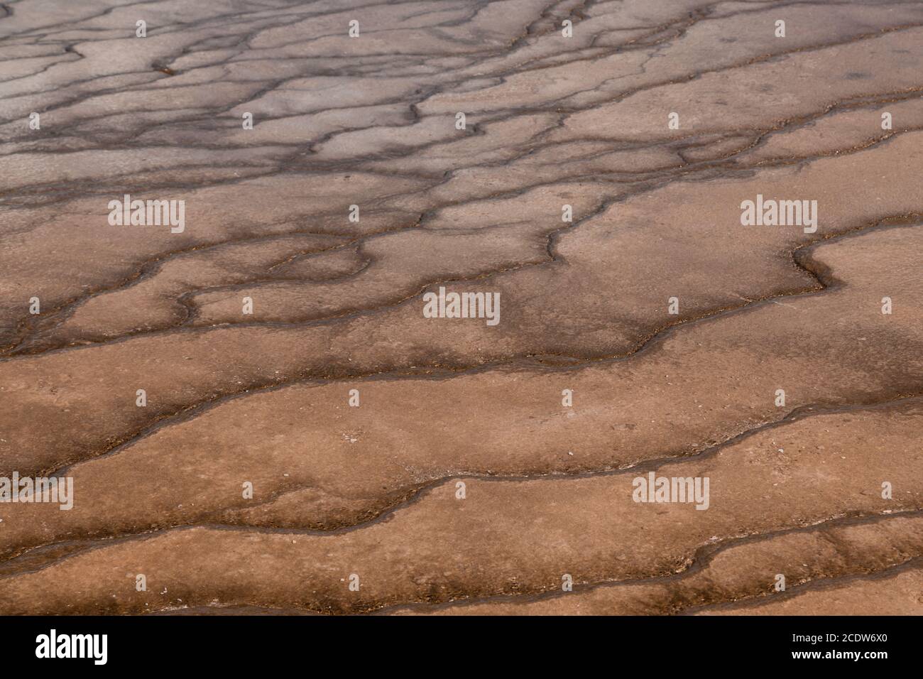 Layers of bacteria hi-res stock photography and images - Alamy