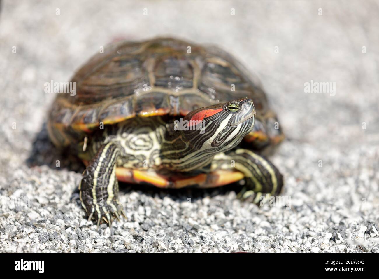 Red-eared slider turtle on gravel Stock Photo - Alamy