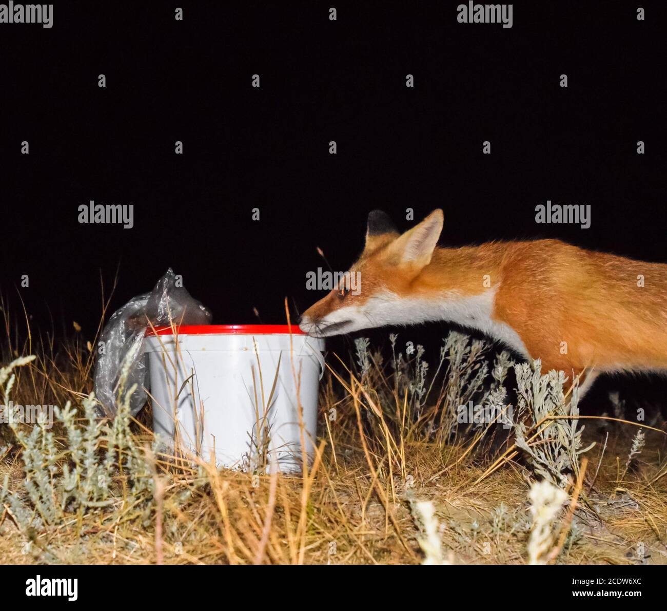 The fox at night is looking for food. The fox is next to a white Stock ...