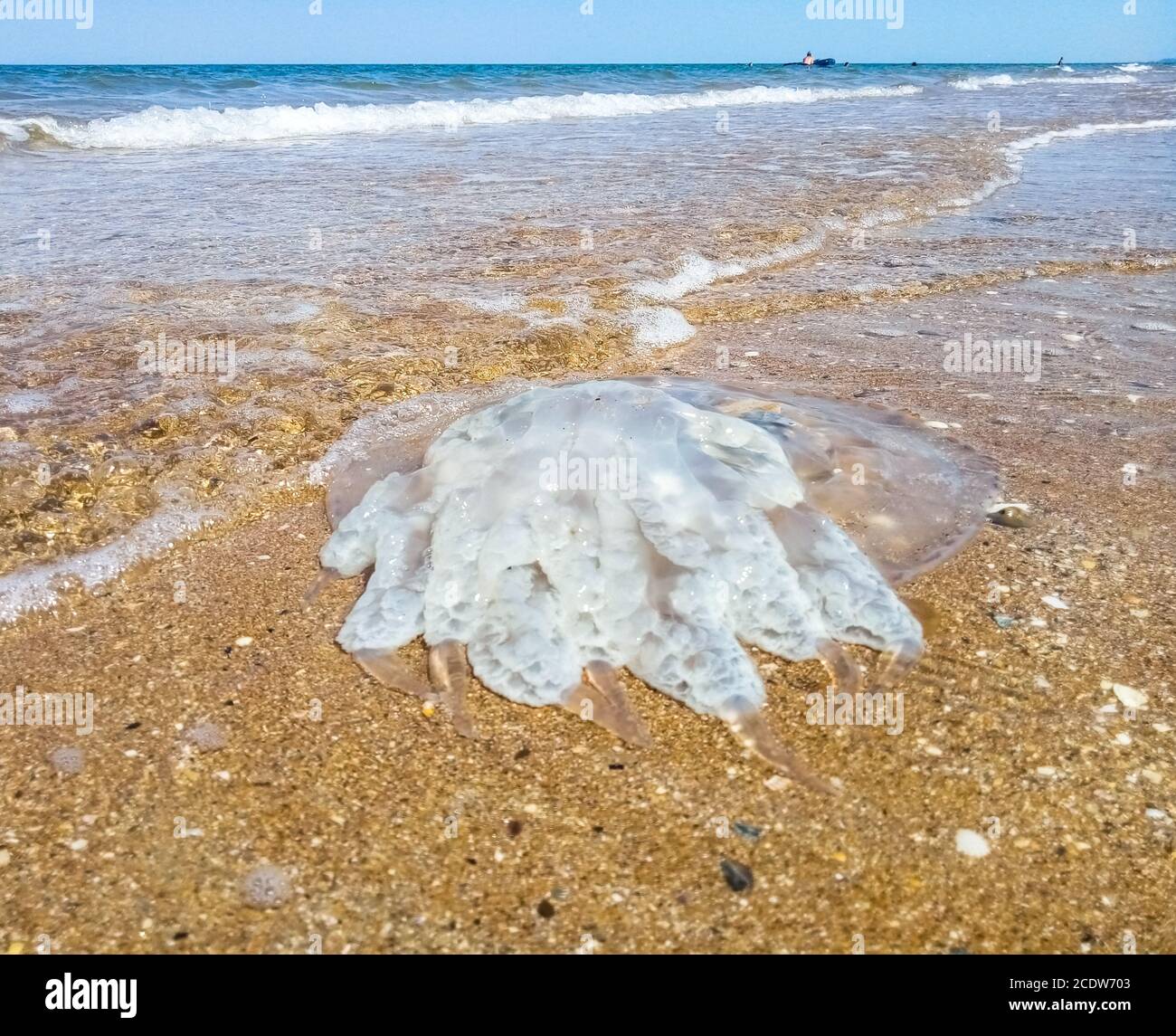 Dead jellyfish in shallow water. Jellyfish Rhizostoma root rope, thrown ...