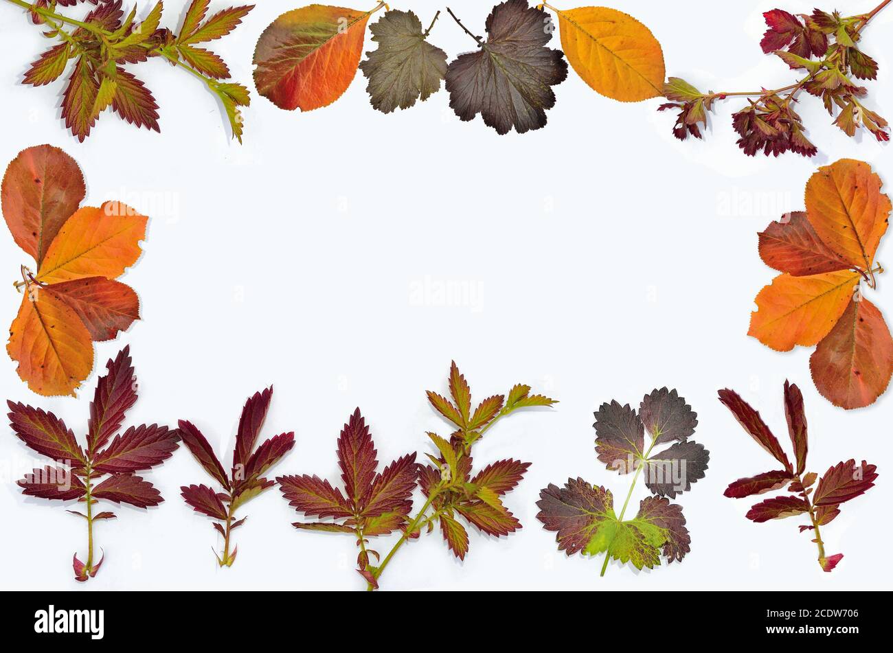 Colorful autumn leaves frame isolated on white background Stock Photo ...